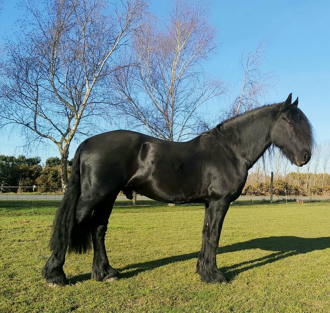 New Zealand Spring times - New Zealand Friesian Horse Society Inc